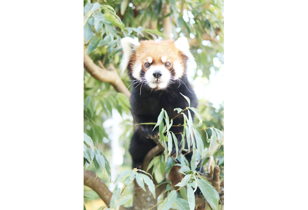 雄レッサーパンダ入れ替え 東日新聞
