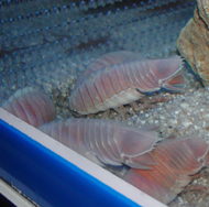 竹島水族館で深海生物を展示 東日新聞